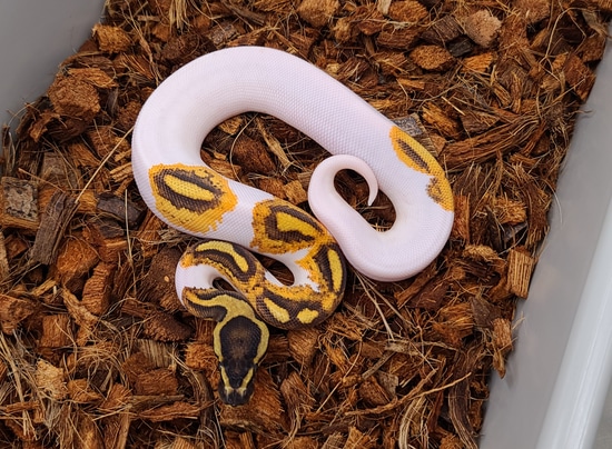 Enchi Yb Pied Ball Python by Bobs Balls