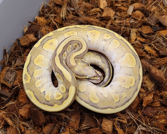 Od Vanilla Cream Ball Python by Bobs Balls
