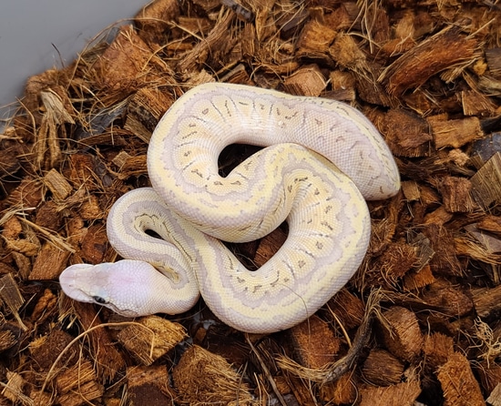 Super Pastel Pin Lesser Blackhead Hypo Ball Python by Bobs Balls