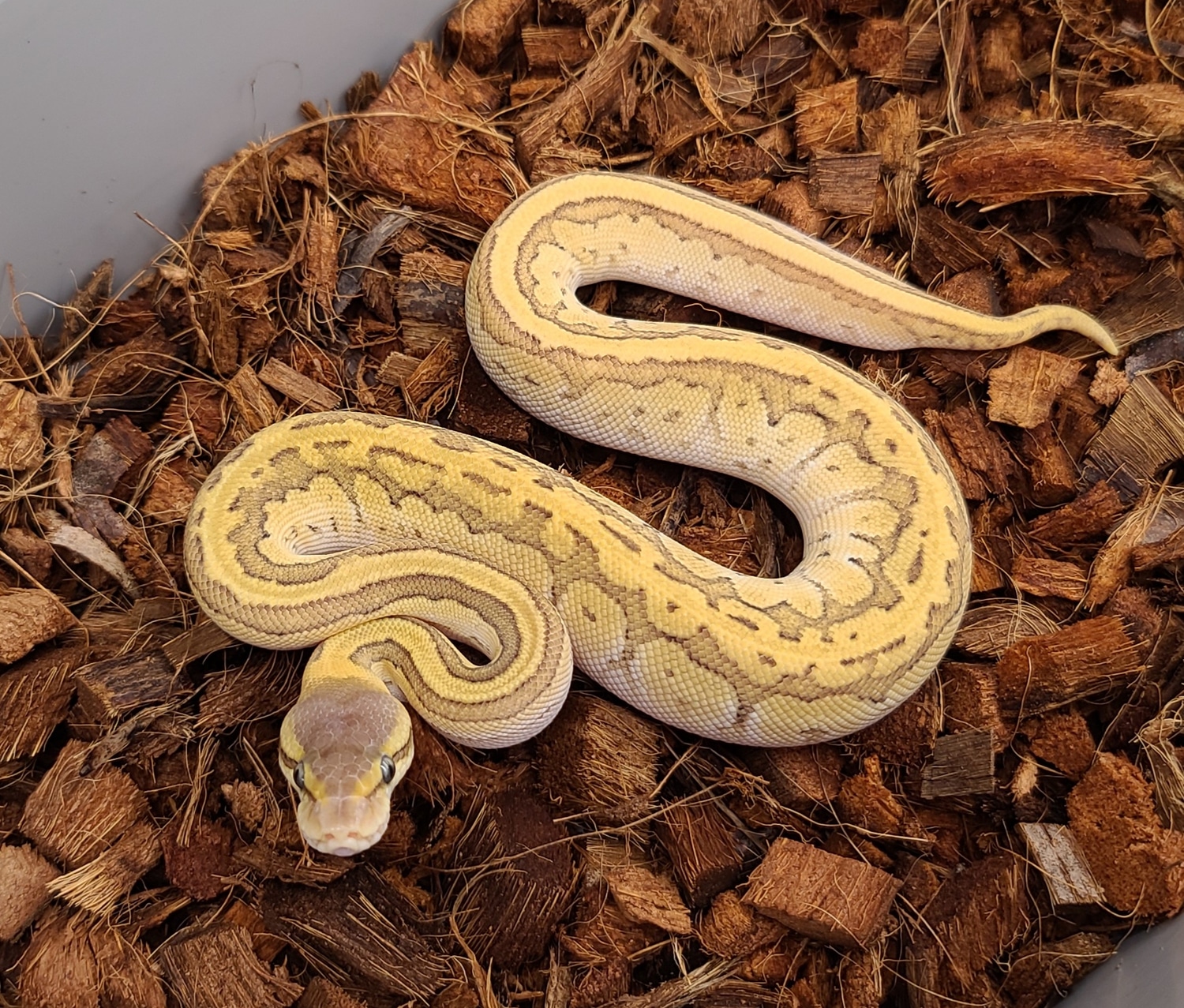 Pastave Od Pin Ball Python by Bobs Balls - MorphMarket