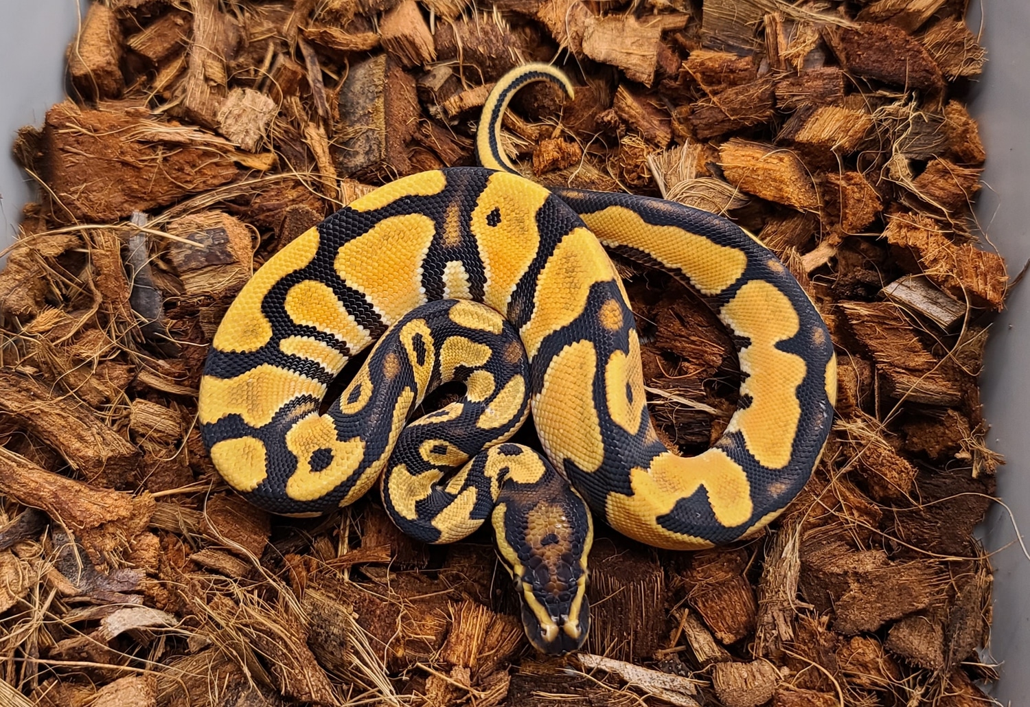 Super Od Gravel/yb Ball Python by Bobs Balls - MorphMarket