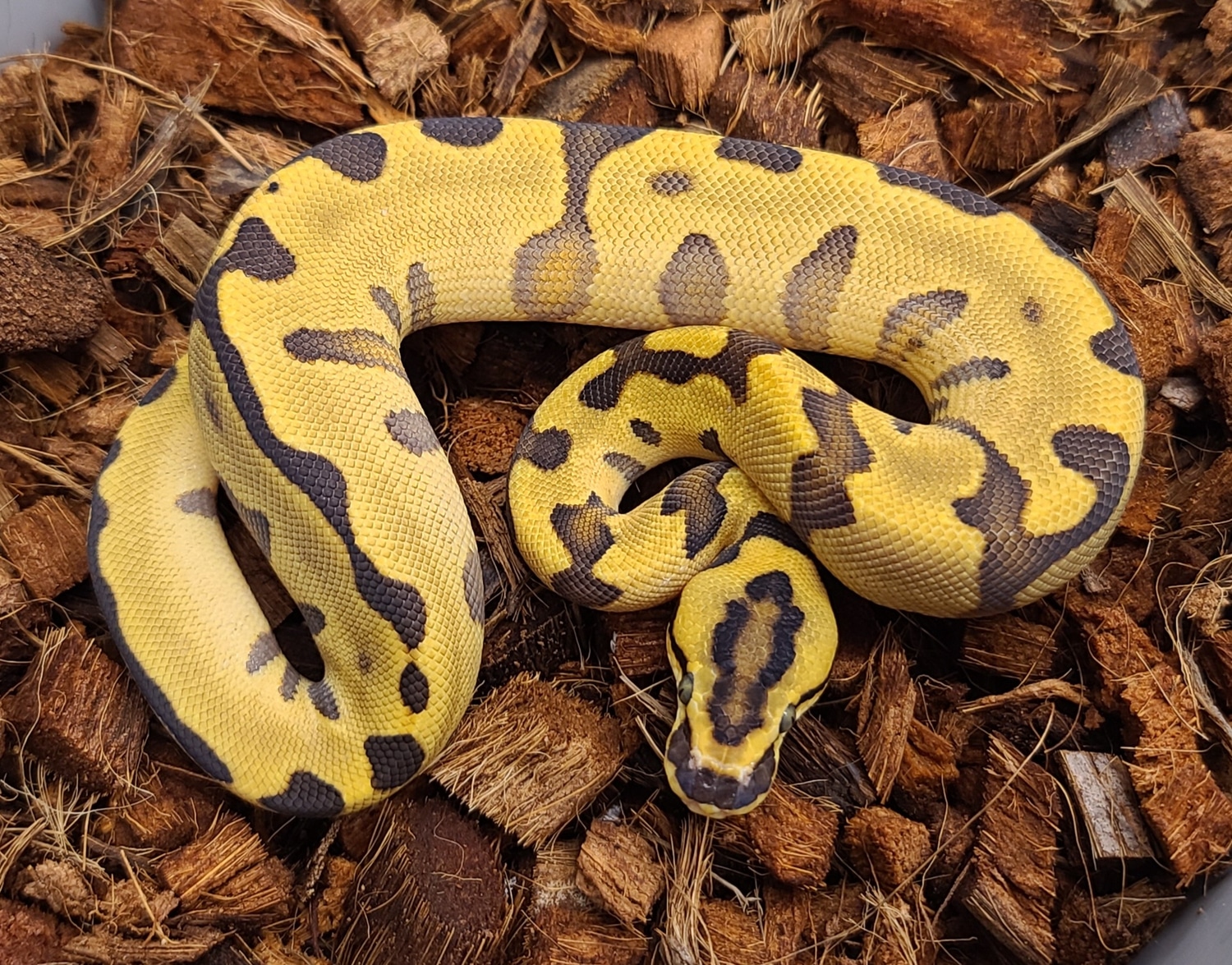Super Enchi Leo Od Fire Het Clown Ball Python by Bobs Balls - MorphMarket