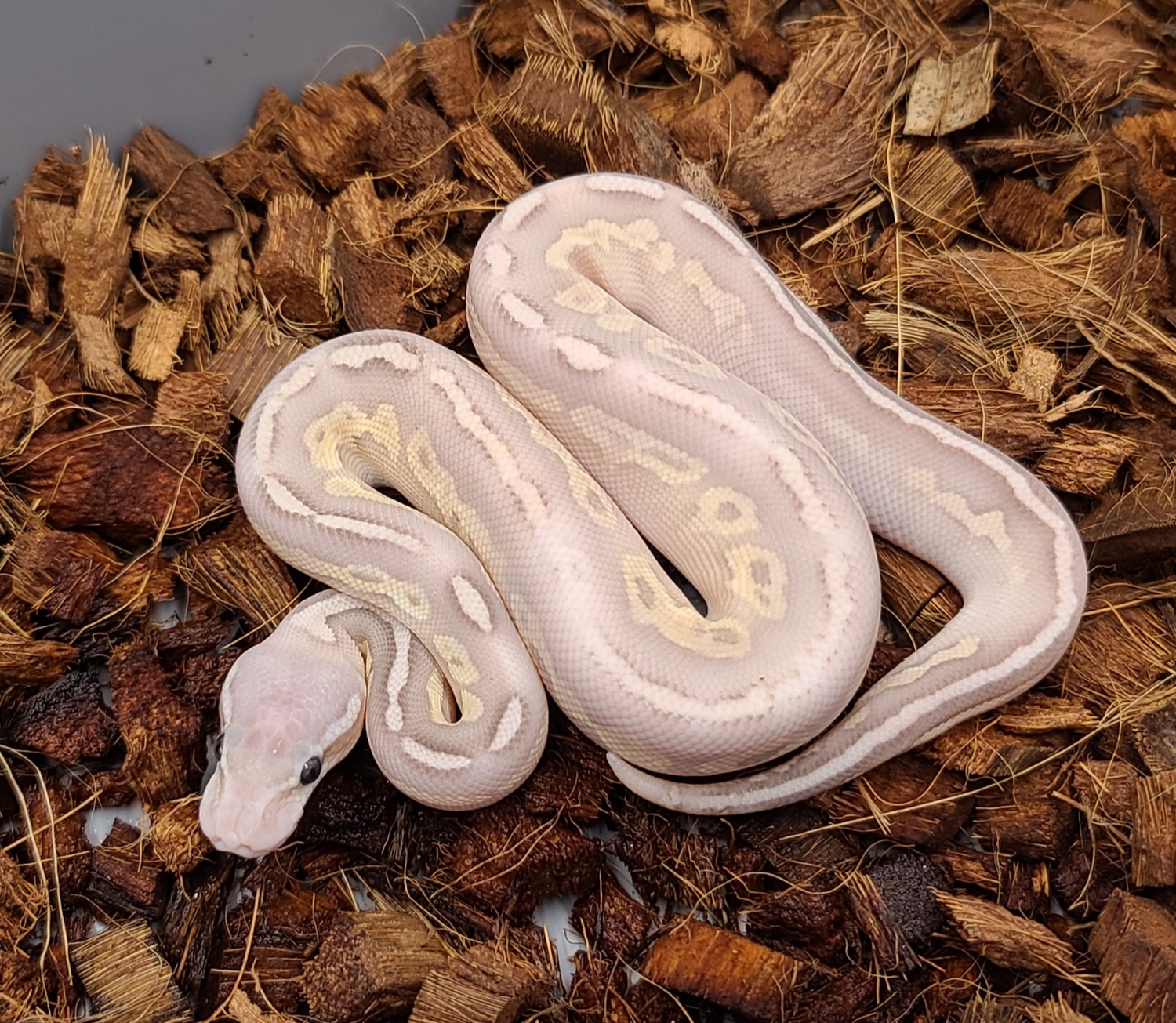 Banana Black Pewter Lesser Ball Python by Bobs Balls - MorphMarket