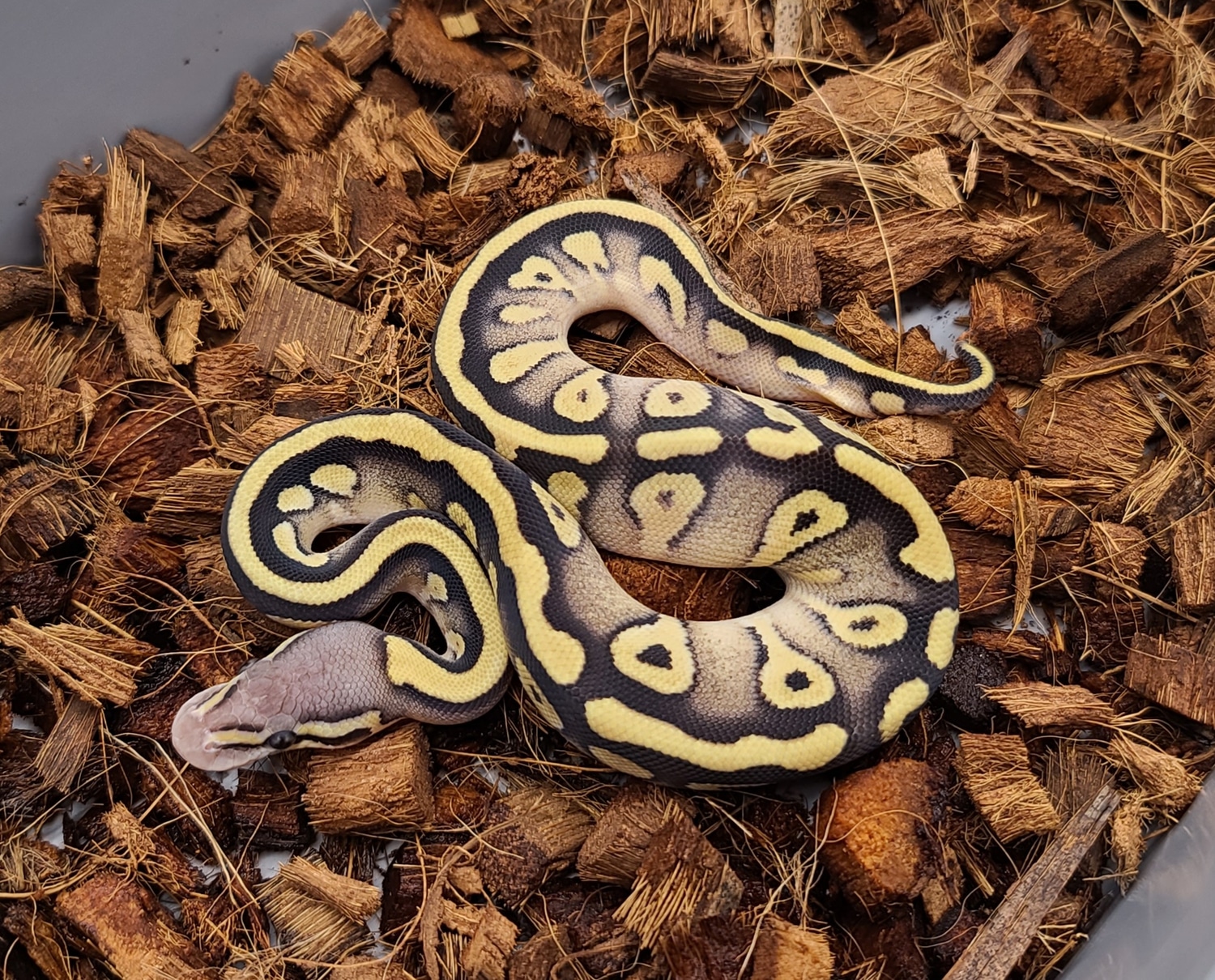 Od Pastave Fire Ball Python by Bobs Balls - MorphMarket