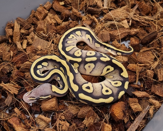Od Pastave Fire Ball Python by Bobs Balls