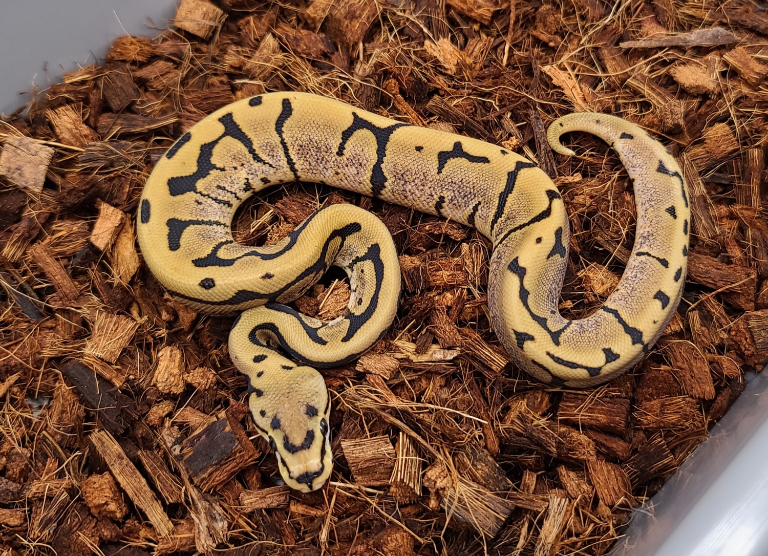 Confusion Spider Het Hypo Ball Python by Bobs Balls - MorphMarket