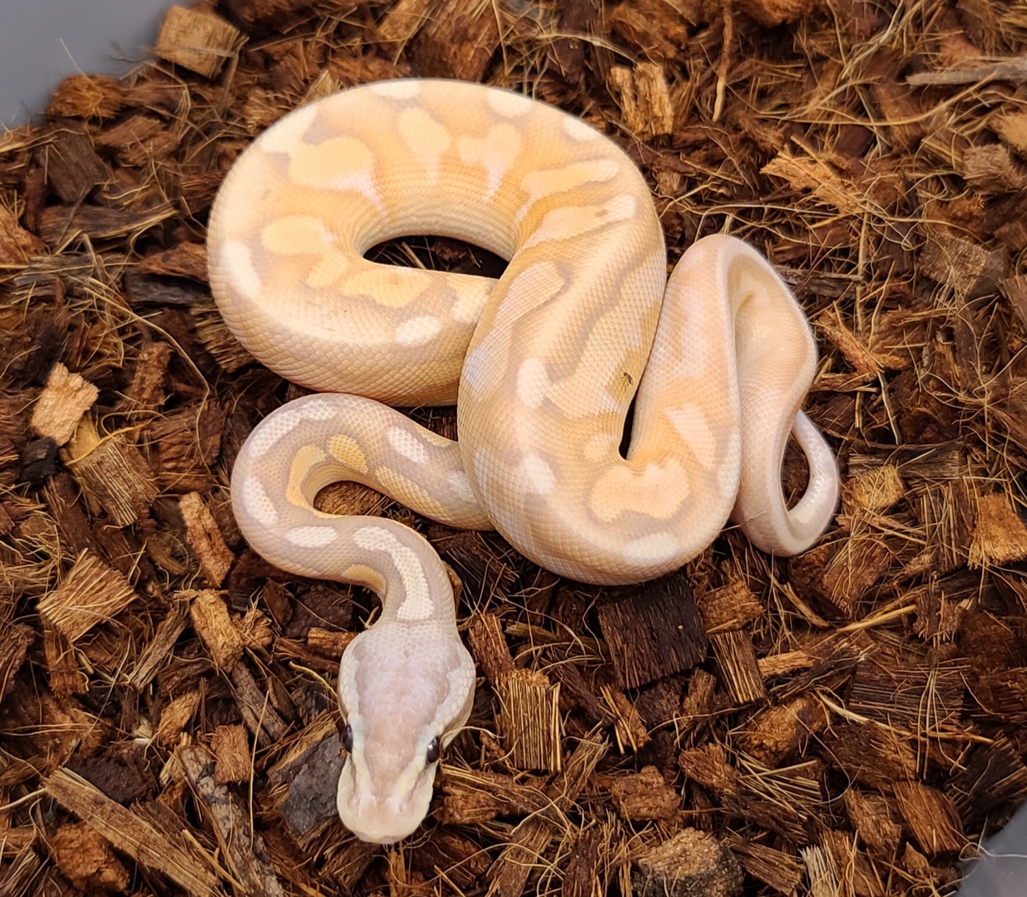 Pewter Enchi Banana Calico Ball Python by Bobs Balls - MorphMarket