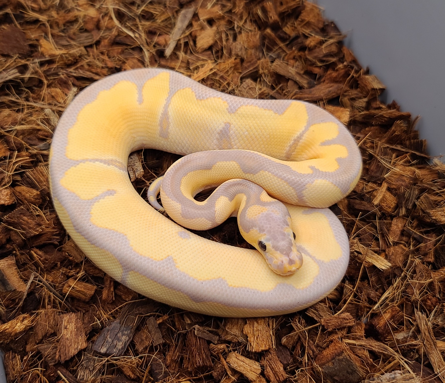 Banana Blade Clown Ball Python by Bobs Balls - MorphMarket