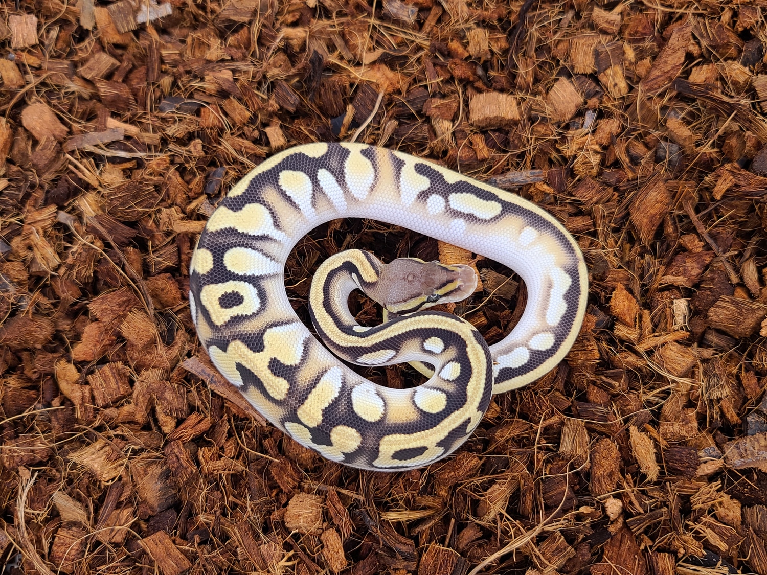 Super Od Pastave Ball Python by Bobs Balls - MorphMarket