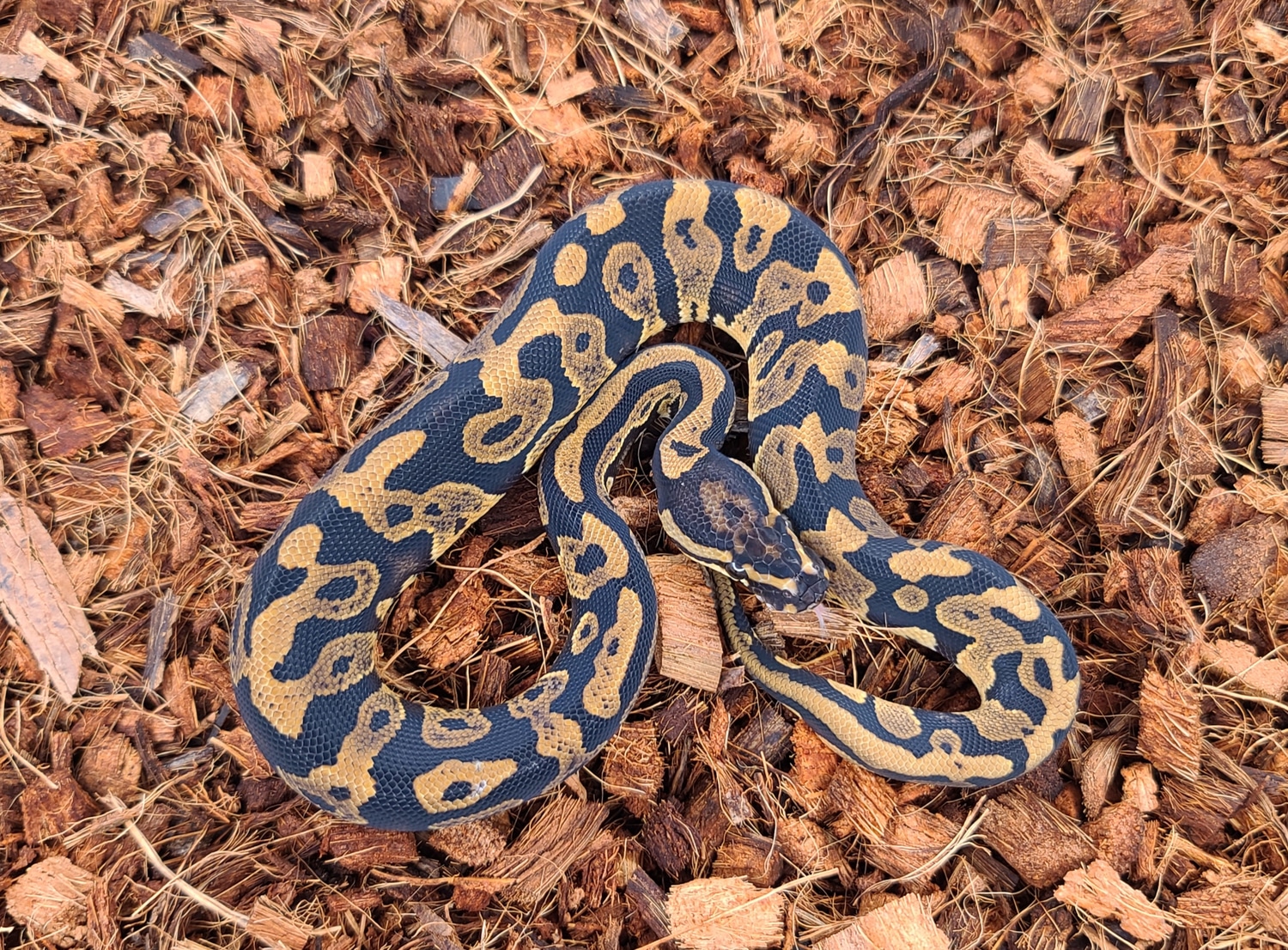 Confusion Ball Python by Bobs Balls - MorphMarket