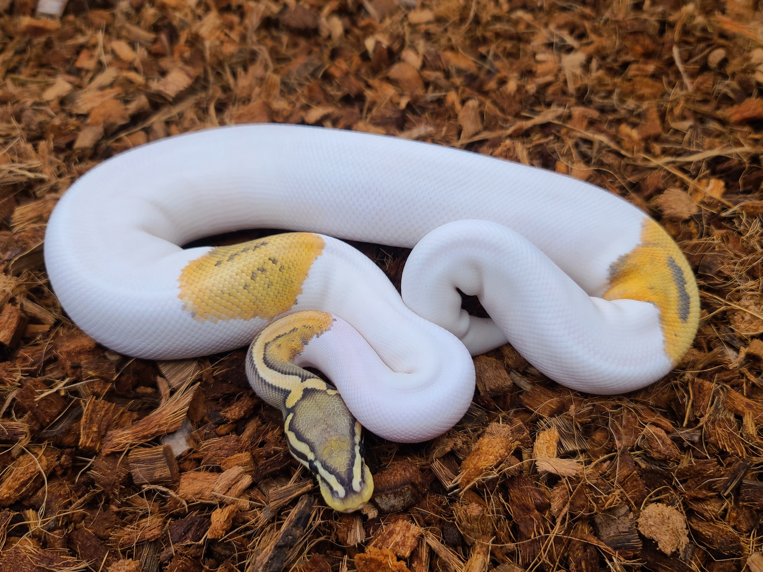 Pastel Hypo Pied Ball Python by Bobs Balls - MorphMarket