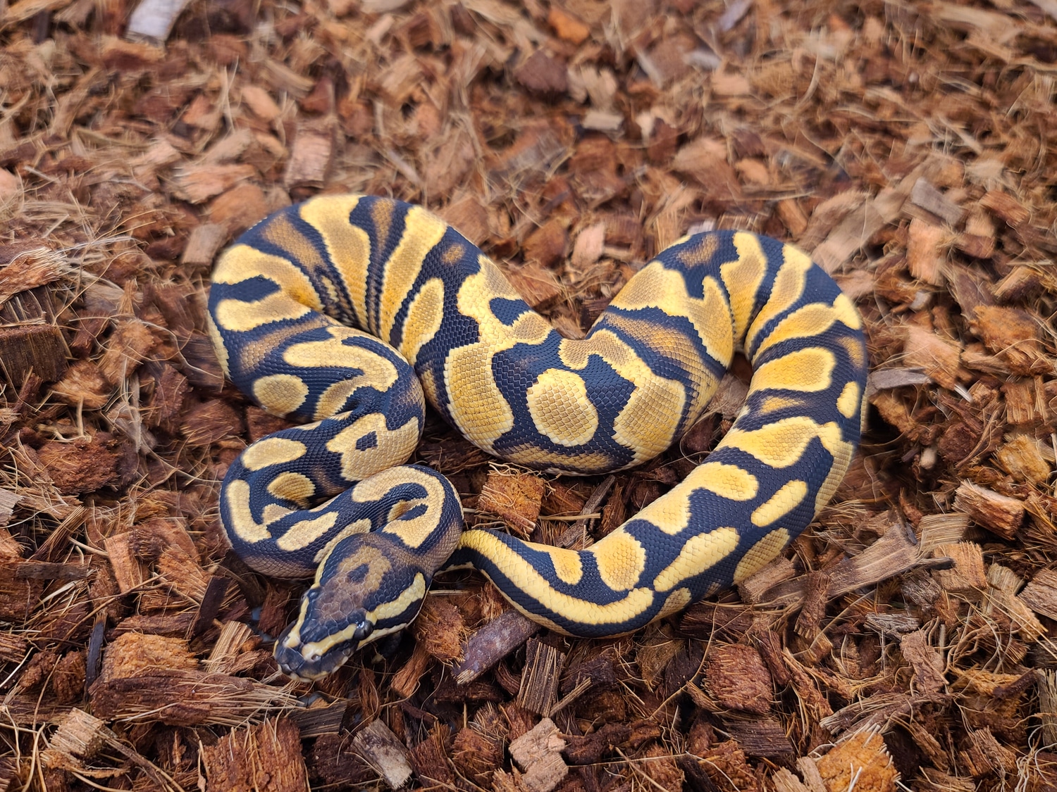 Od Yb Or Asphalt Het Pied Ball Python by Bobs Balls - MorphMarket
