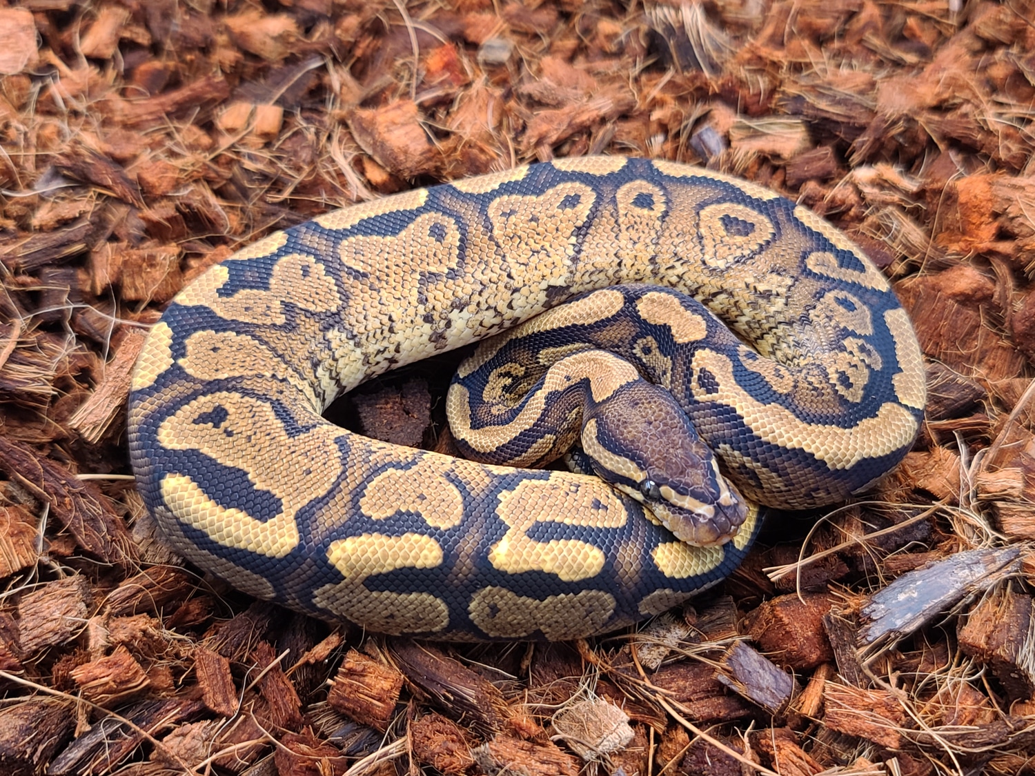 Redstripe Yb Ball Python by Bobs Balls - MorphMarket