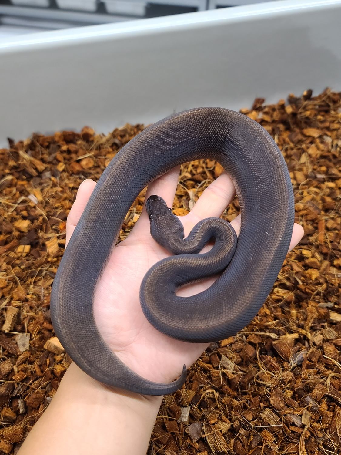 Suma Ball Python by Bobs Balls - MorphMarket