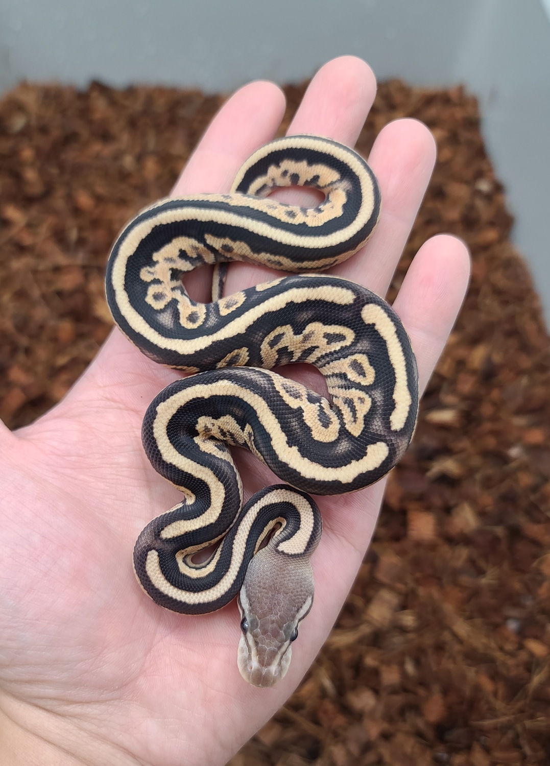 Od Cinny Fire Yb Ball Python by Bobs Balls - MorphMarket