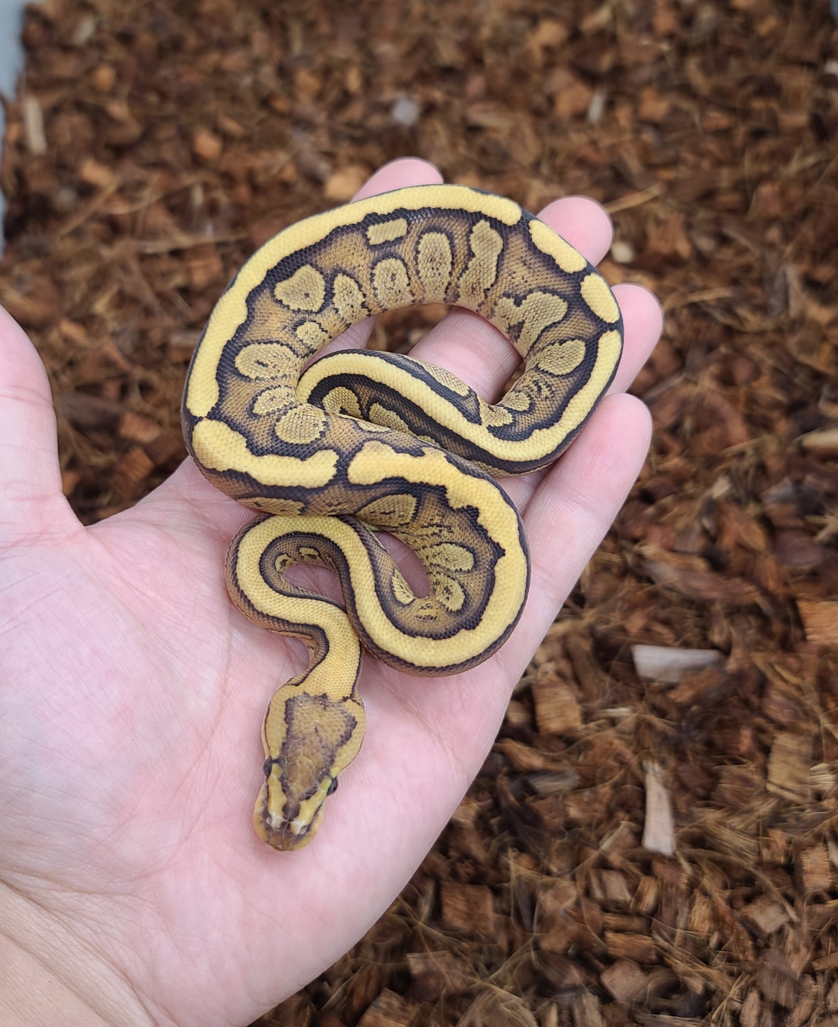 Redstripe Fire Het Clown Ball Python by Bobs Balls - MorphMarket
