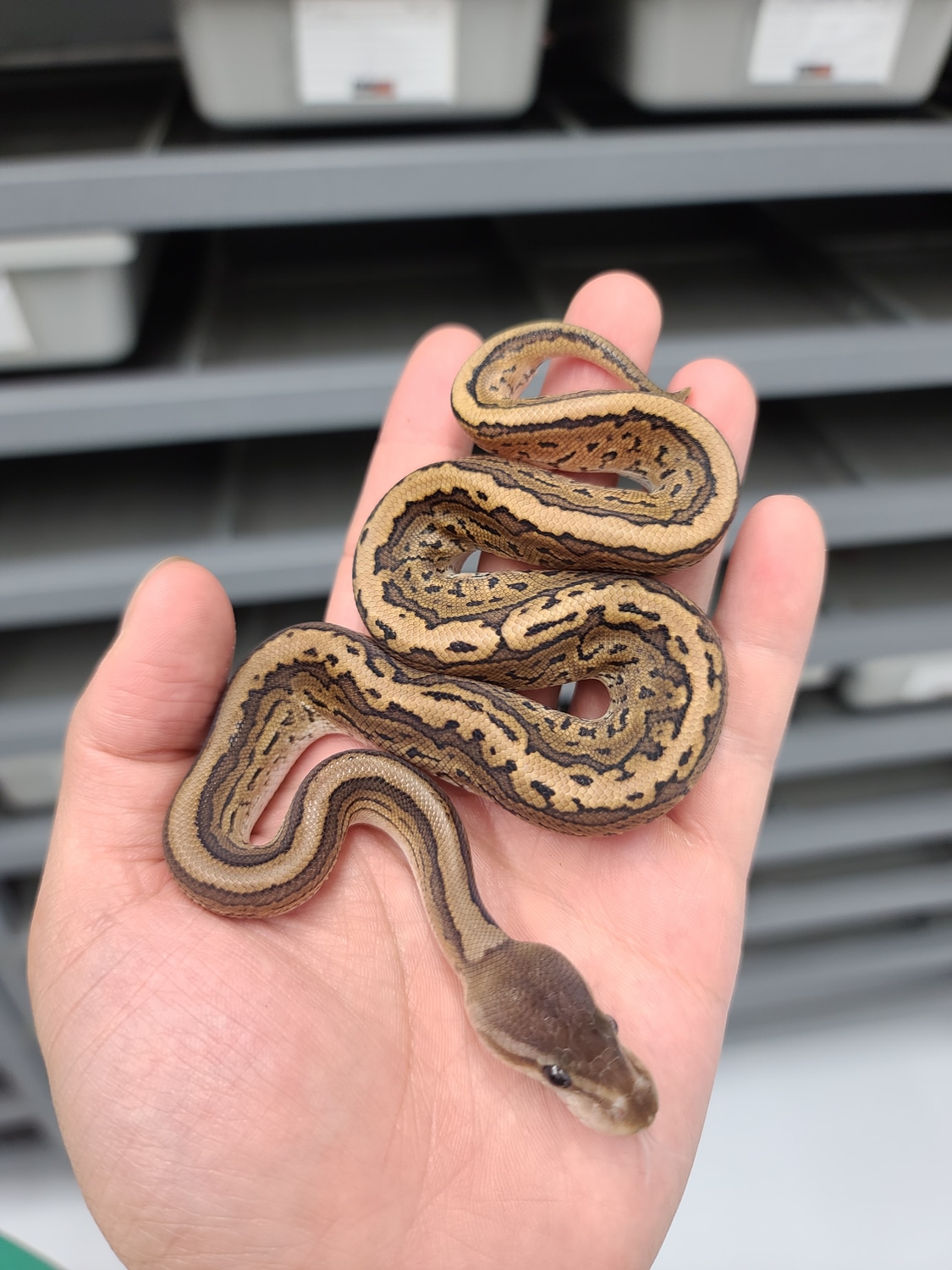 Cinny Pin Yb Granite Ball Python by Bobs Balls - MorphMarket