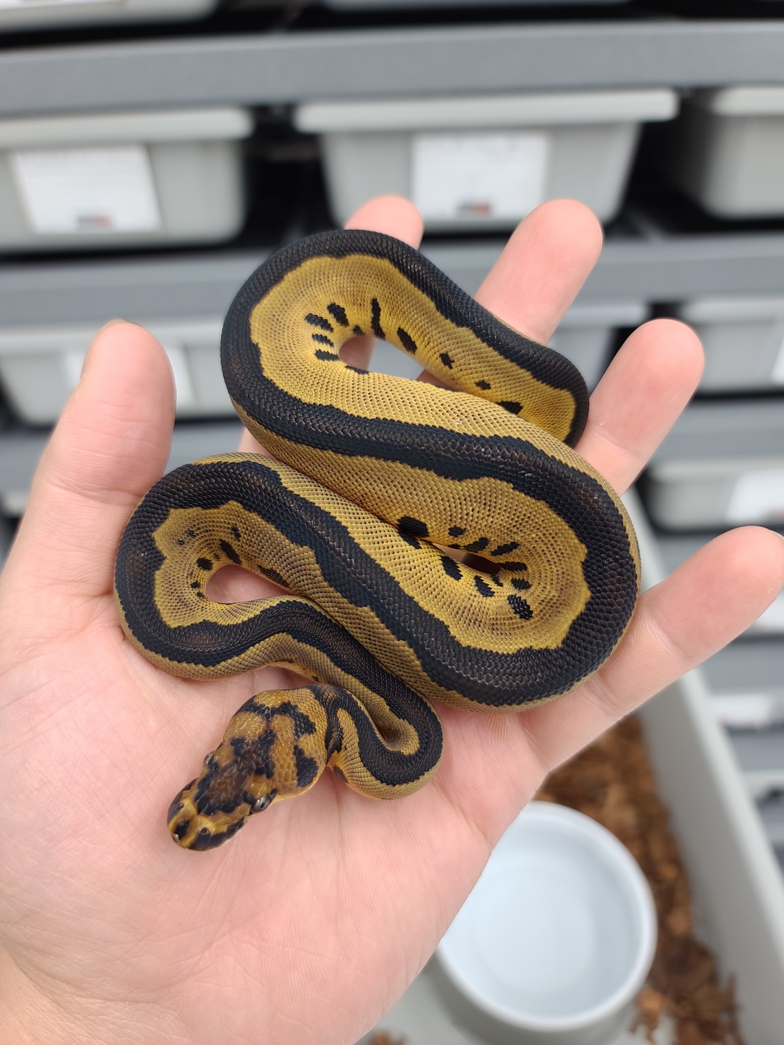 Leopard Blade Clown Ball Python by Bobs Balls - MorphMarket