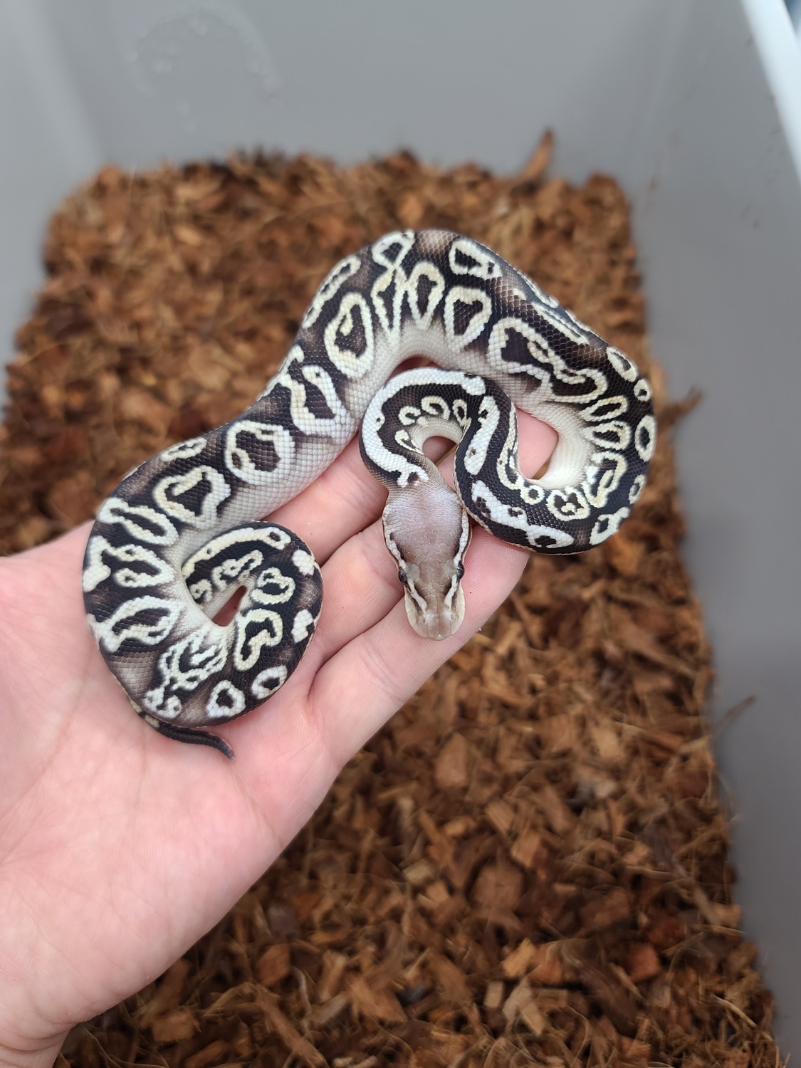 Black Pewter Cypress Ball Python by Bobs Balls - MorphMarket