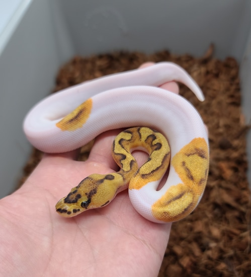 Enchi Fire Clown Pied Ball Python by Bobs Balls