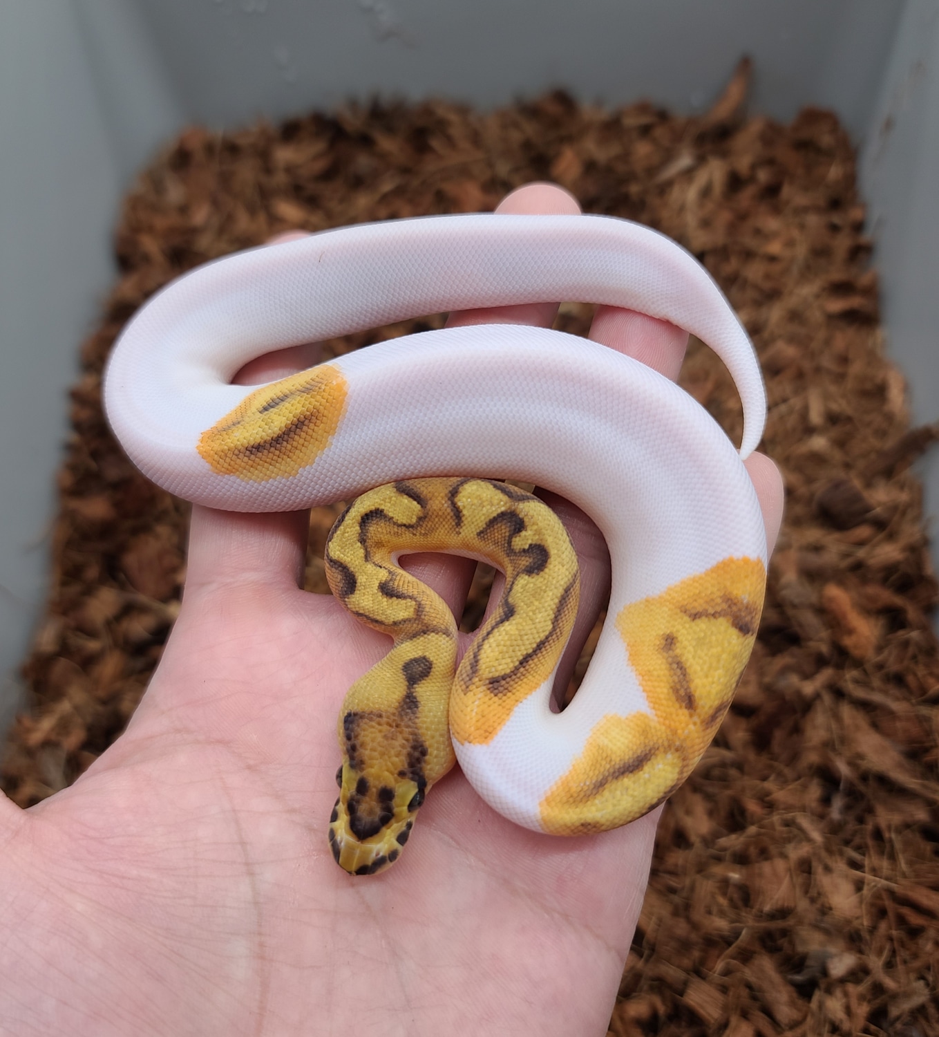 Enchi Fire Clown Pied Ball Python by Bobs Balls - MorphMarket