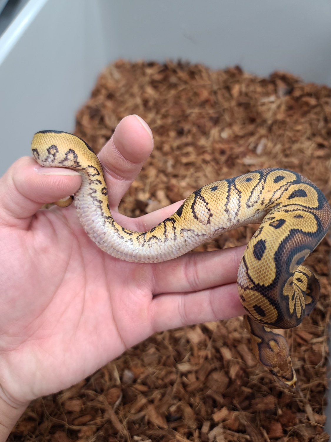Low White Calico Clown Ball Python by Bobs Balls - MorphMarket