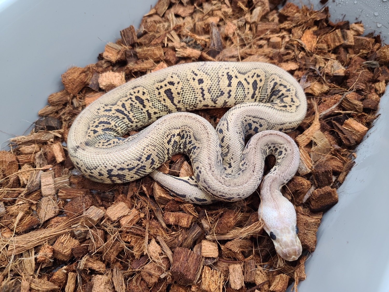 Black Pewter Confusion Clown Het Hypo Ball Python by Bobs Balls ...
