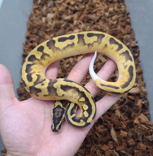 Pastel Enchi Pied Ball Python by Bobs Balls