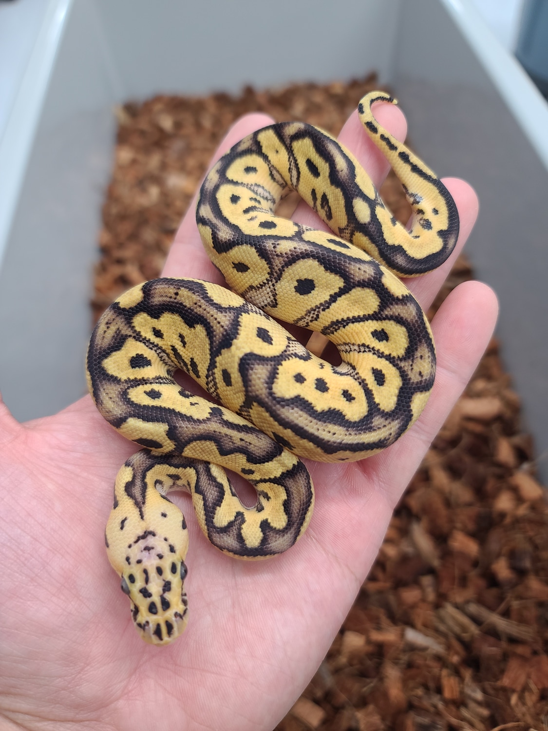 Pastel Yb Clown Het Pied Ball Python by Bobs Balls - MorphMarket