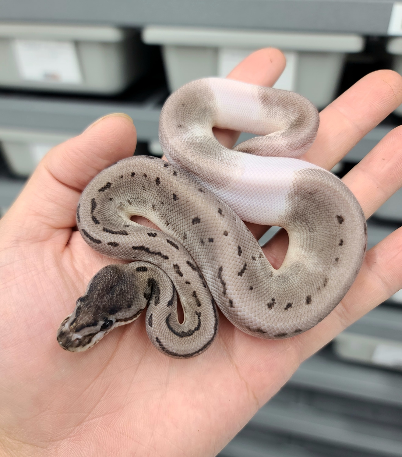 Leopard Pin Axanthic Pied Ball Python by Bobs Balls - MorphMarket