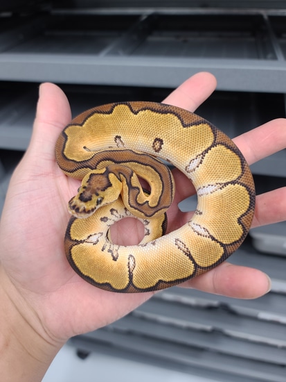 Black Pastel Enchi Clown Ball Python by Bobs Balls