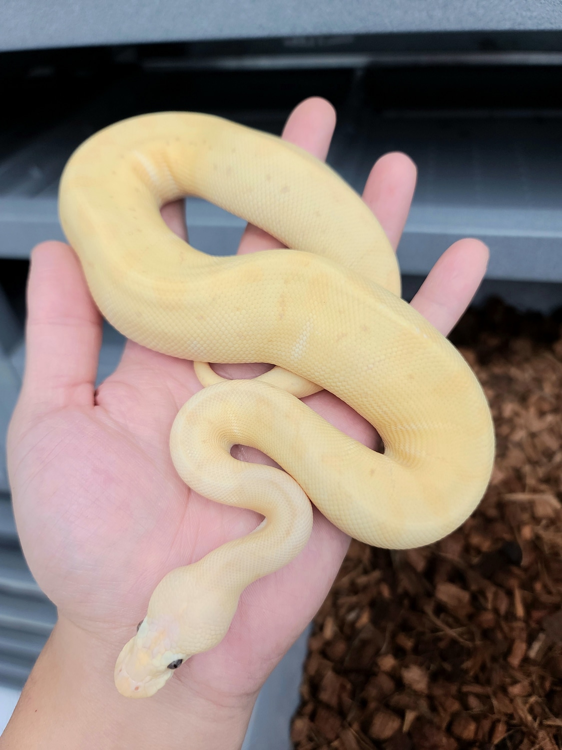 Lemonblast Banana Clown Ball Python by Bobs Balls - MorphMarket
