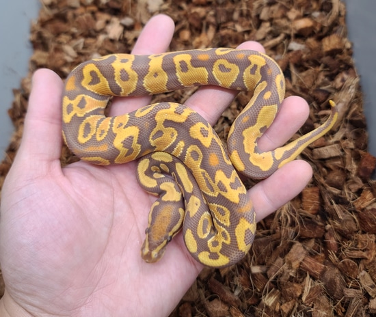 Od Ultramel Ball Python by Bobs Balls