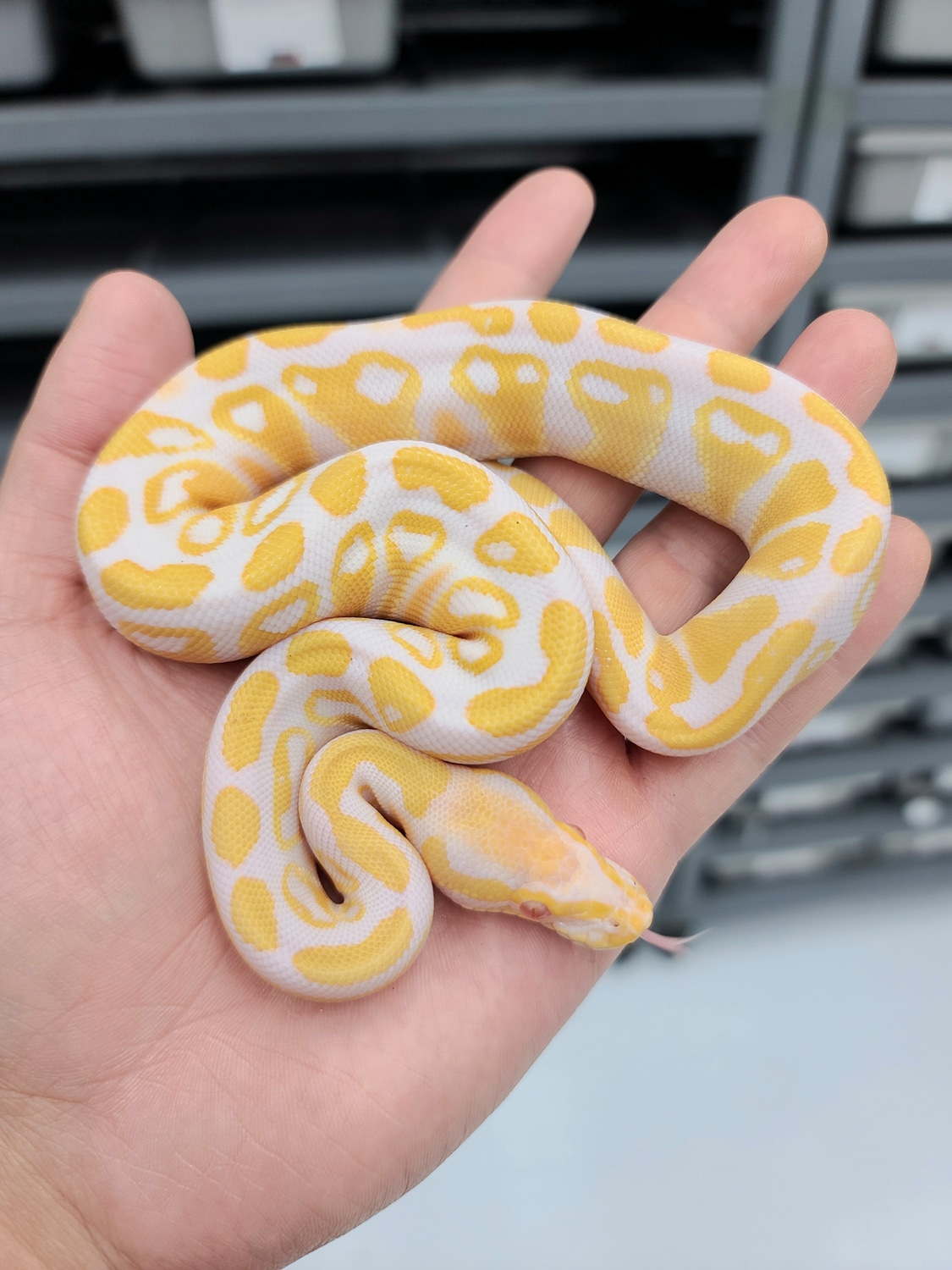 Candino Ball Python by Bobs Balls - MorphMarket