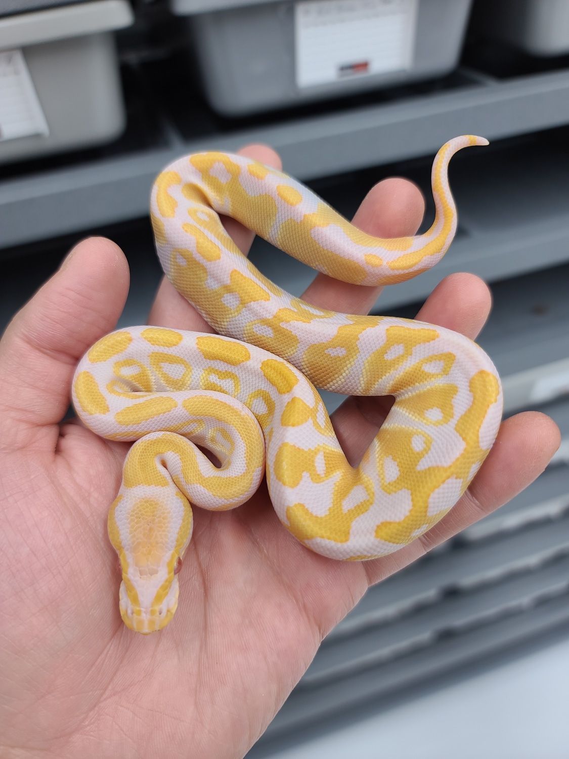 Candino Ball Python by Bobs Balls - MorphMarket