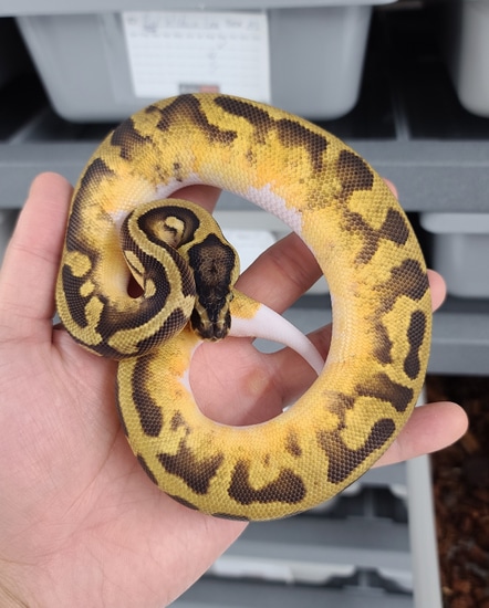 Pastel Enchi Pied Ball Python by Bobs Balls