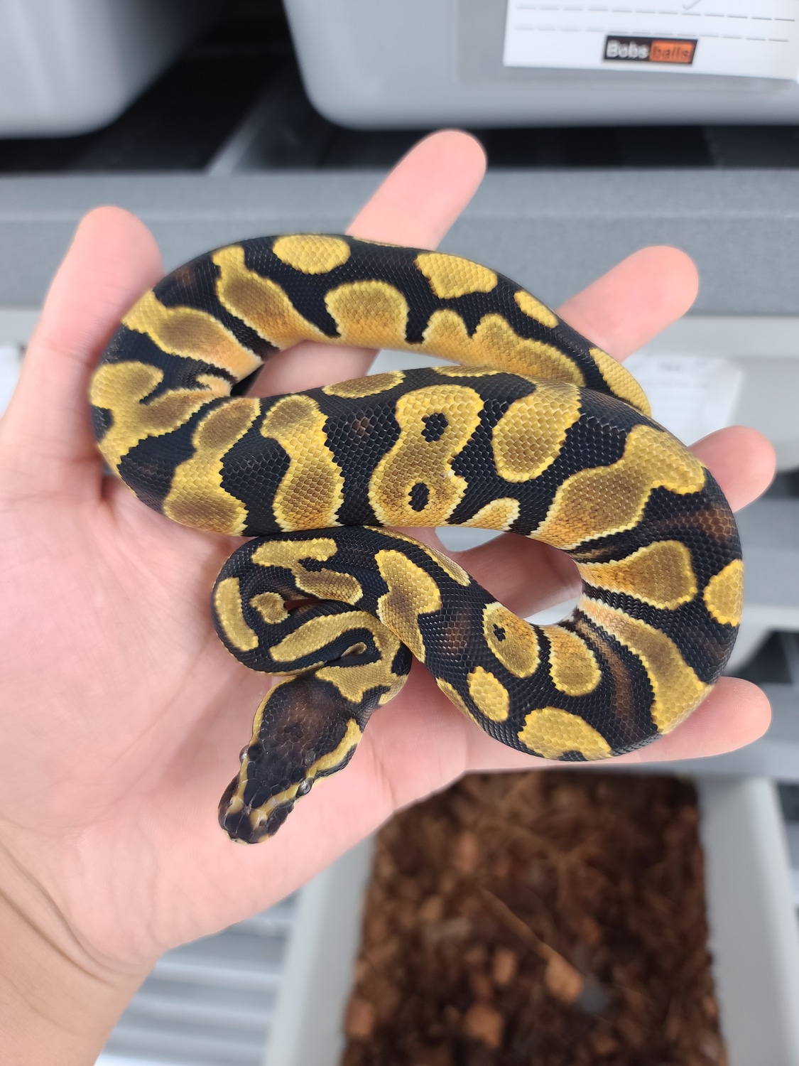 Od Het Pied Ph Hypo Ball Python by Bobs Balls - MorphMarket