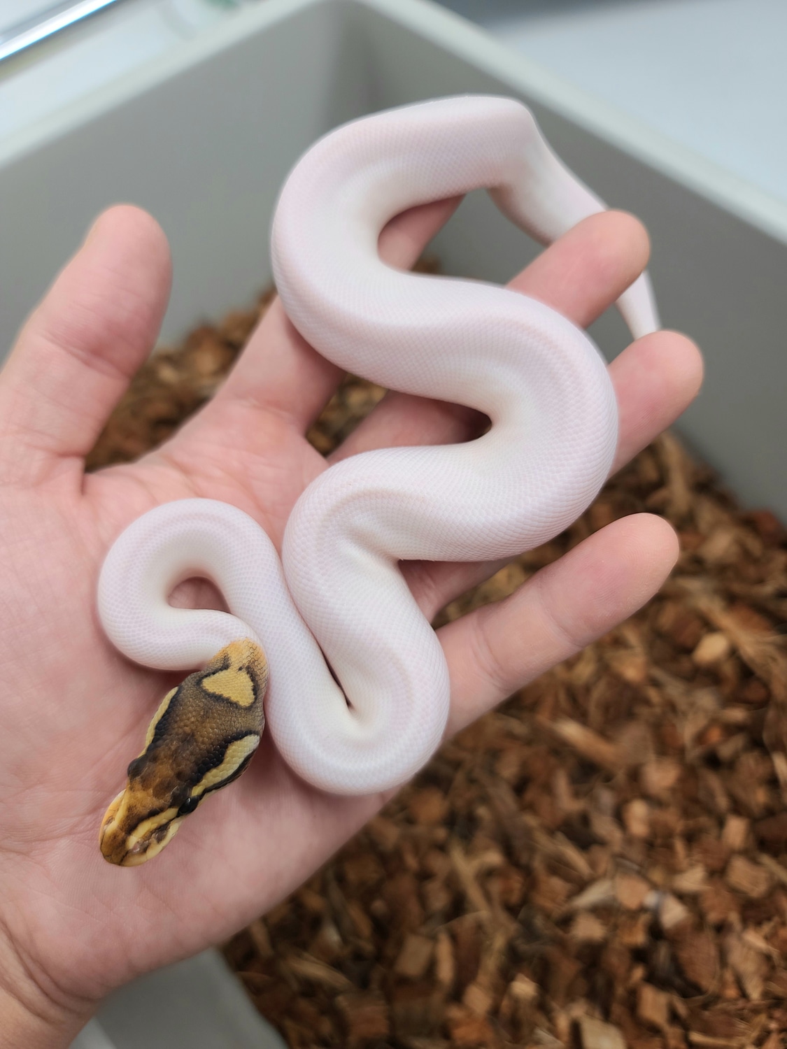 Cinny Pied Ph Hypo Ball Python by Bobs Balls - MorphMarket