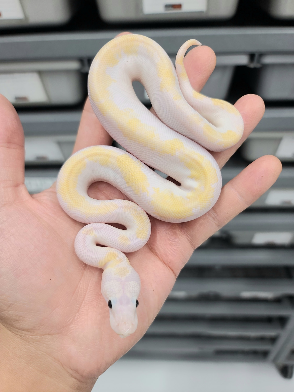 Super Fire Ball Python by Bobs Balls - MorphMarket