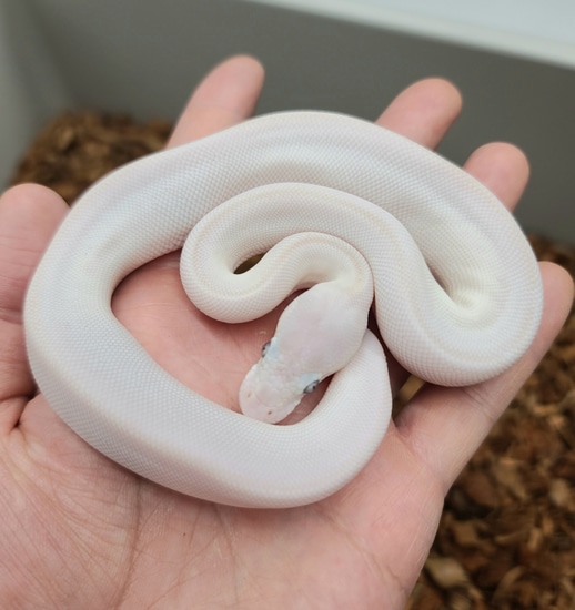 Mojave Russo Ball Python by Bobs Balls