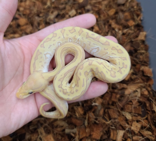 Banana Enchi Pin Mojave Ball Python by Bobs Balls