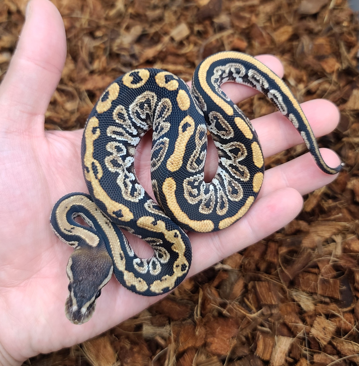 Black Pastel Cypress Ball Python by Bobs Balls - MorphMarket
