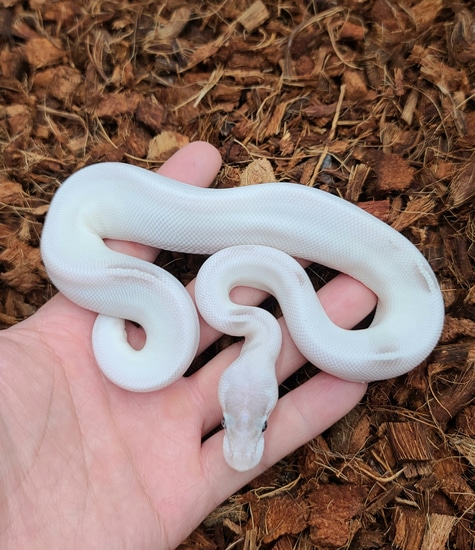 Cypress Mojave Honey Het Hypo Ball Python by Bobs Balls