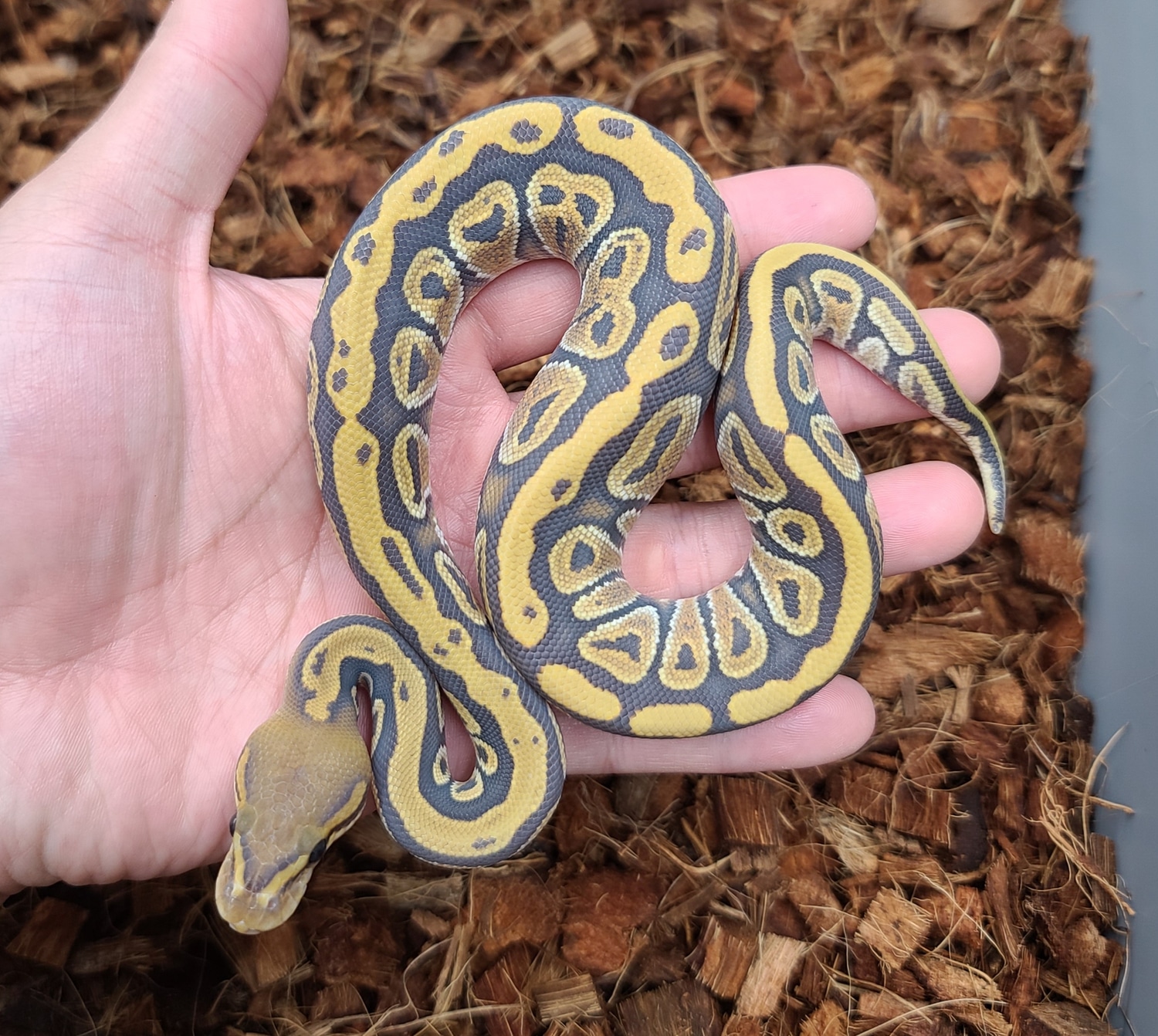 Hypo Cypress Ball Python by Bobs Balls - MorphMarket