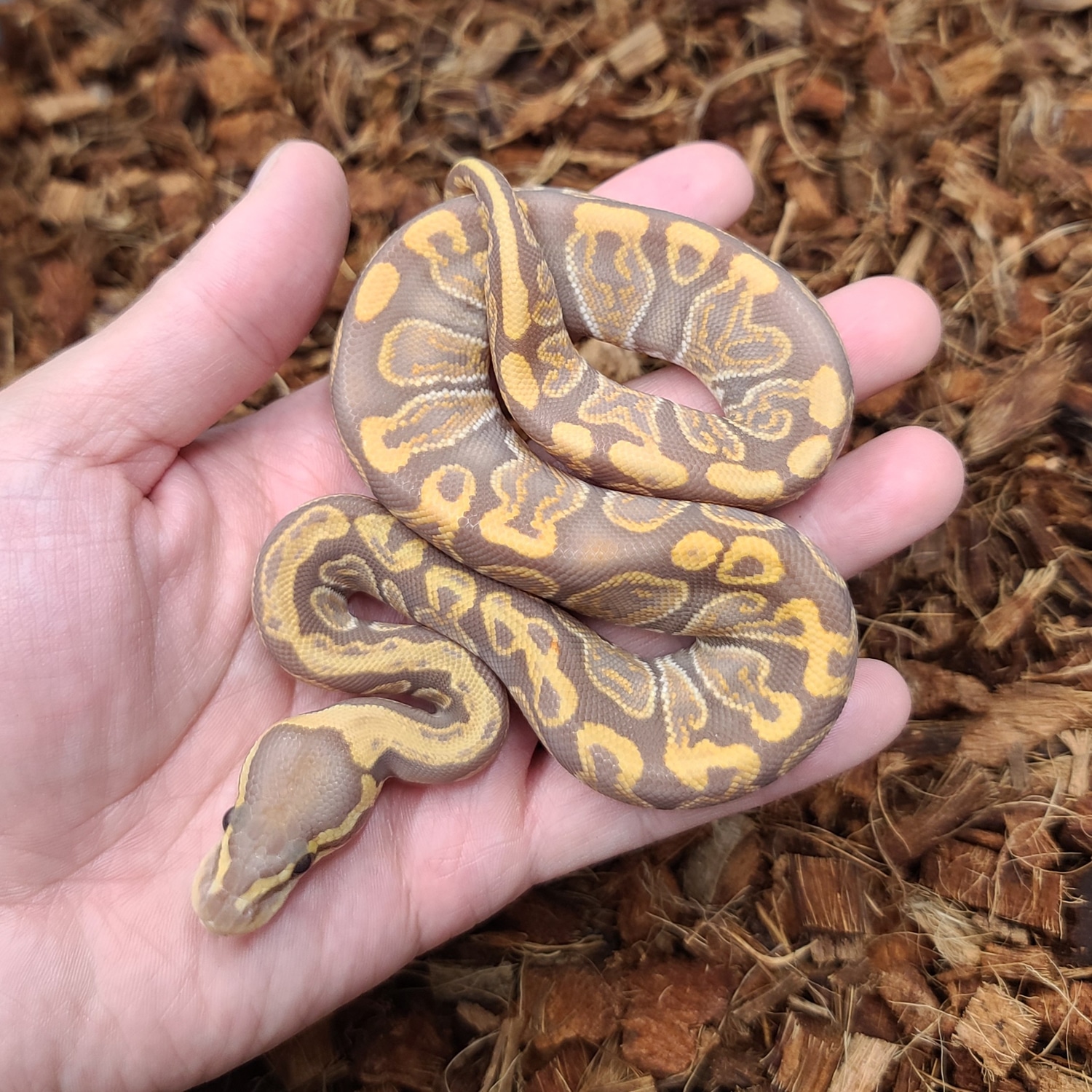 Ghi Ultramel Ball Python by Bobs Balls - MorphMarket