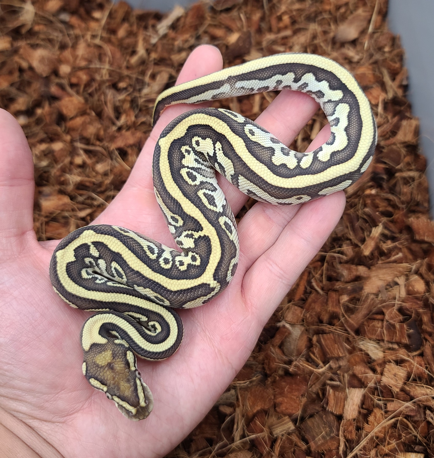 Leopard Lesser Het Albino Ball Python by Bobs Balls - MorphMarket
