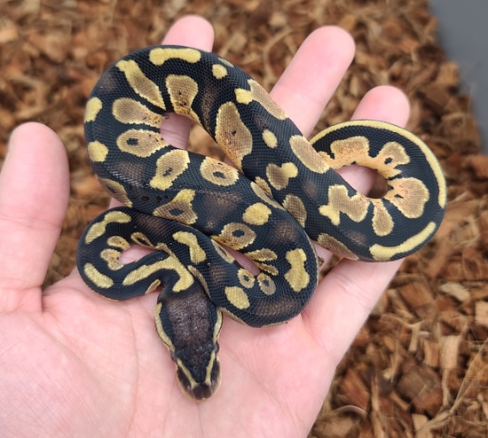 Pastel Chocolate Dh Hypo Dg Ball Python by Bobs Balls
