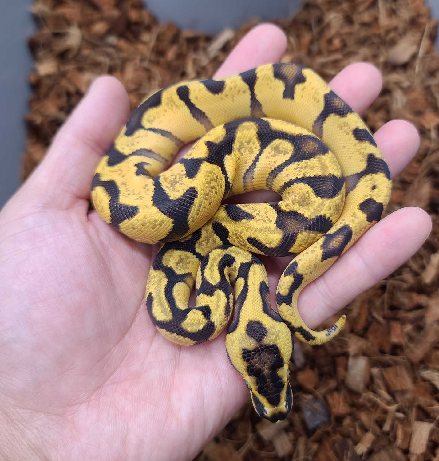 Pastel Super Enchi Yb Het Dg Ball Python by Bobs Balls - MorphMarket