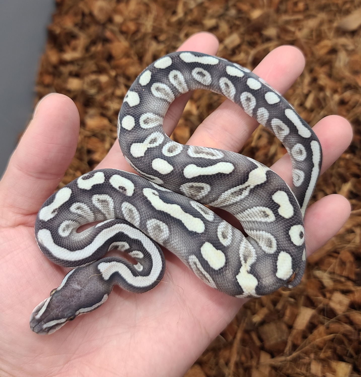 Ghi Lesser Dg Ball Python by Bobs Balls - MorphMarket