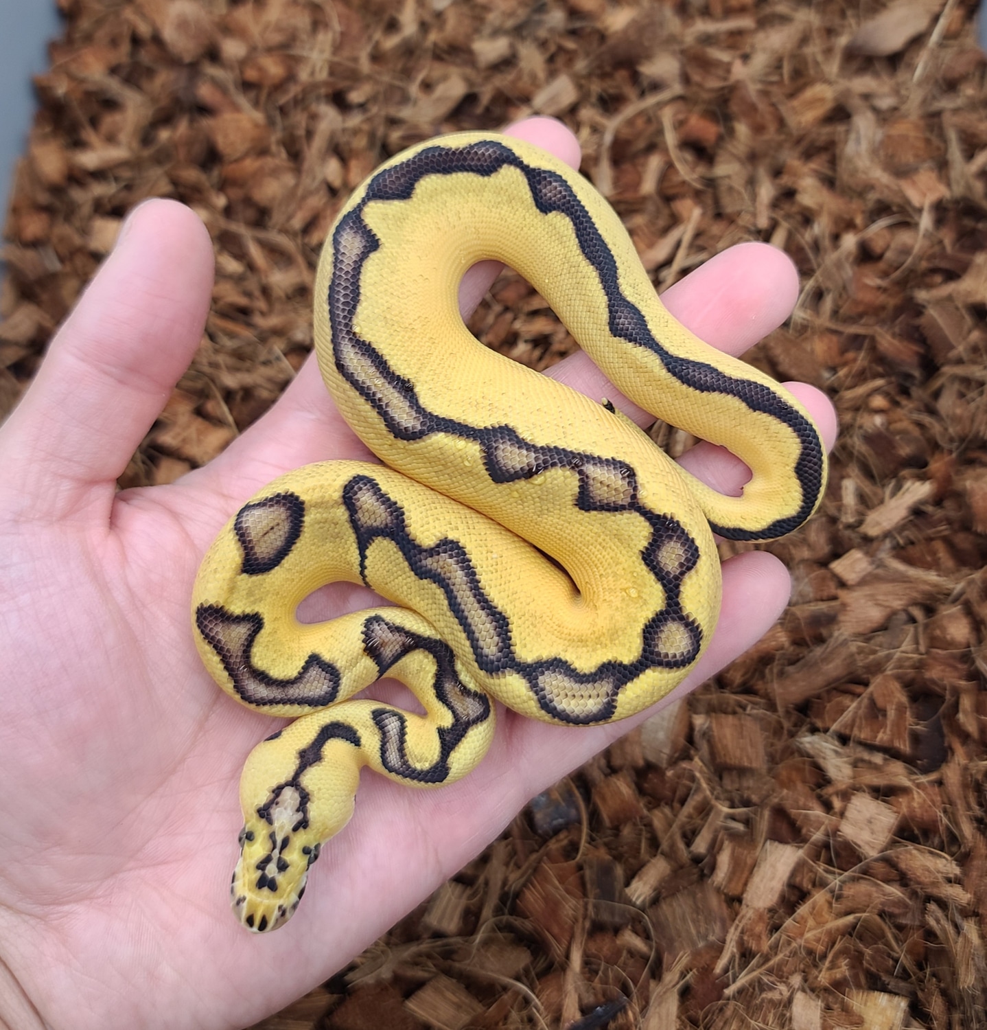 Pastel Od Enchi Clown Ball Python by Bobs Balls - MorphMarket